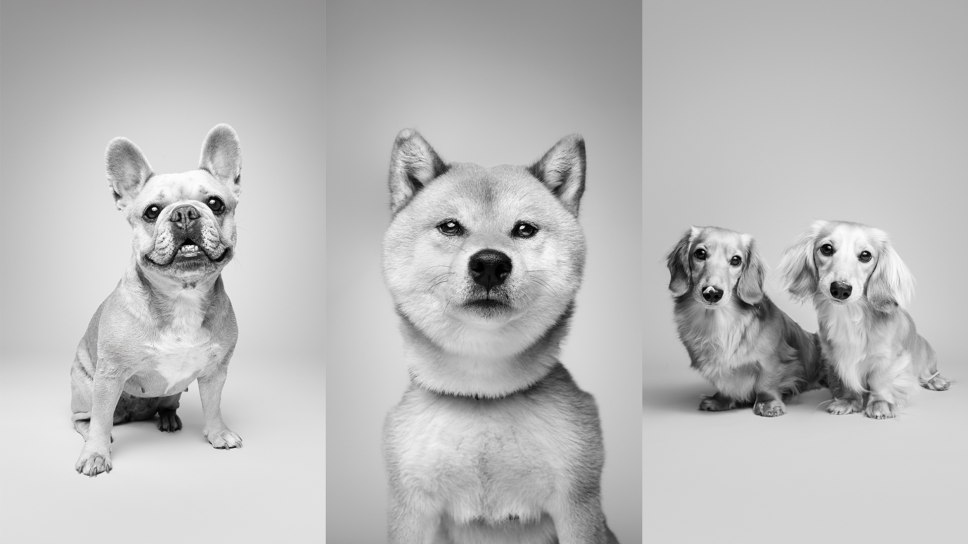 Studio Dog Photography Session - PAWTIQE